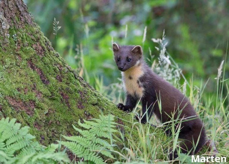 10 Animals With Dark Fur | Interesting Dark Brown Animals - Animal Quarters