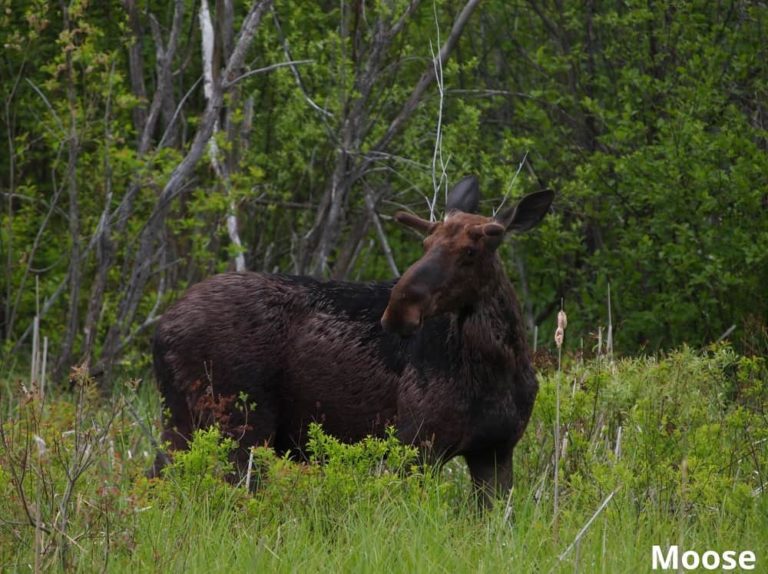 10 Animals With Dark Fur | Interesting Dark Brown Animals - Animal Quarters