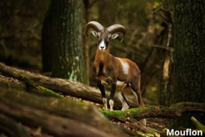 17 Fascinating Animals With Curved Horns! See Pictures! - Animal Quarters