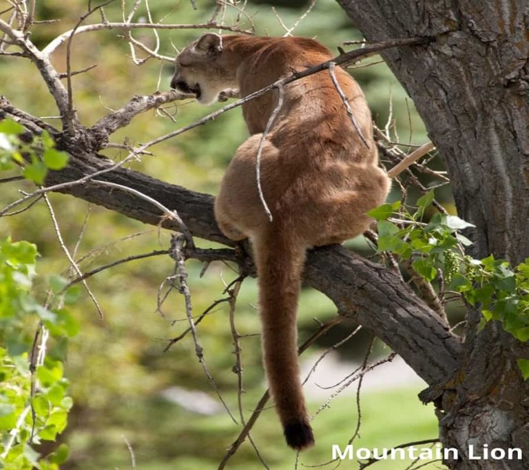 12 Awesome Animals With Long Tails! with Pictures! - Animal Quarters