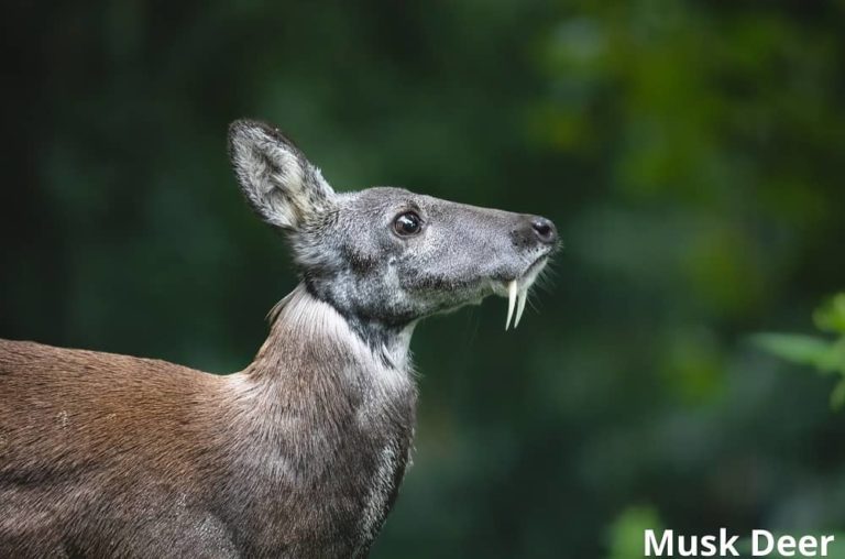 What Animals Have Fangs? 9 Examples with Pictures! - Animal Quarters