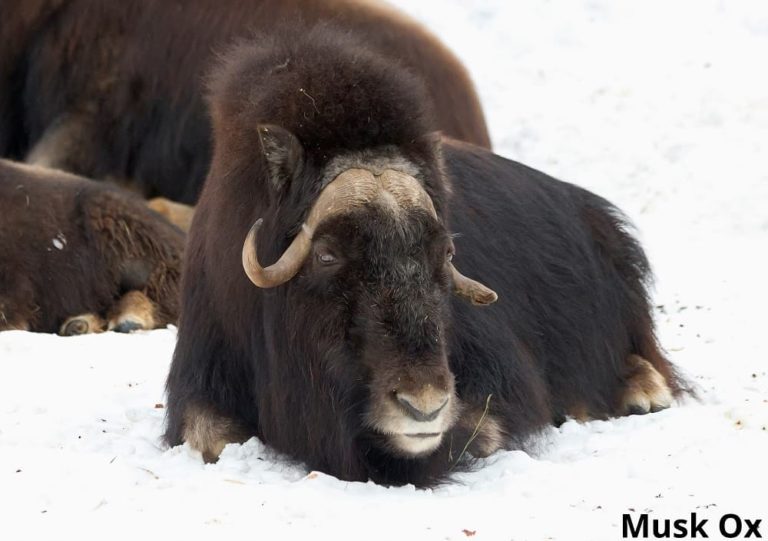 17 Fascinating Animals With Curved Horns! See Pictures! - Animal Quarters
