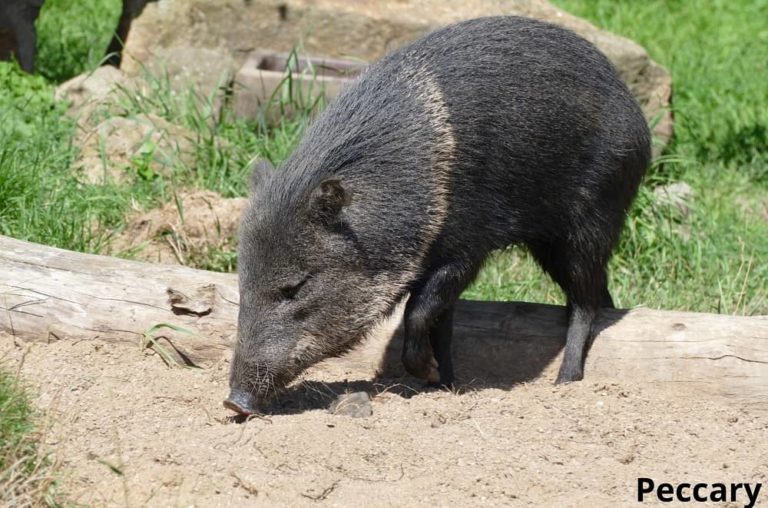 Here Are 6 Awesome Animals That Eat Cacao - Animal Quarters