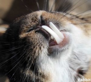 11 Fascinating Animals With Long Teeth! See Pictures! - Animal Quarters