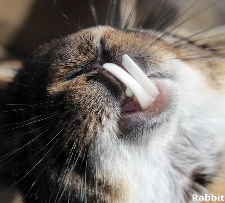 11 Fascinating Animals With Long Teeth! See Pictures! - Animal Quarters