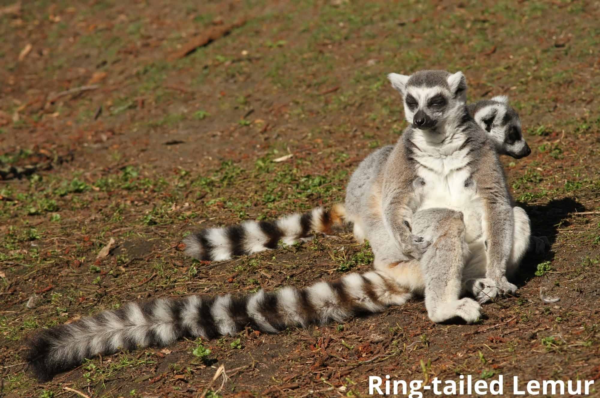 10 Awesome Animals That Are Quiet! with Pictures - Animal Quarters