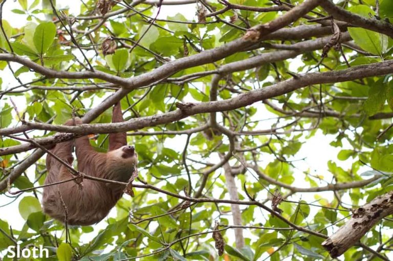 Here Are 6 Awesome Animals That Eat Cacao - Animal Quarters