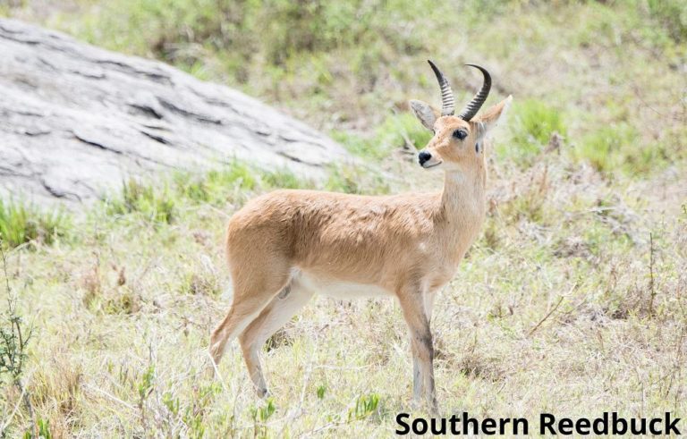 17 Fascinating Animals With Curved Horns! See Pictures! - Animal Quarters