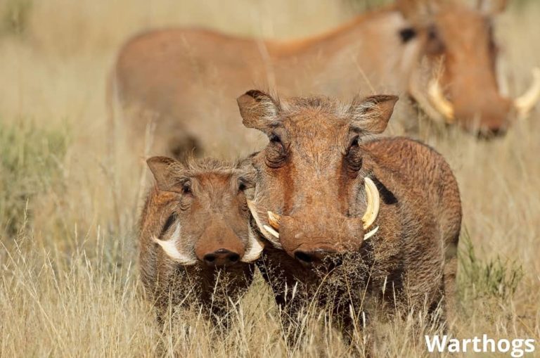 11 Fascinating Animals With Long Teeth! See Pictures! - Animal Quarters
