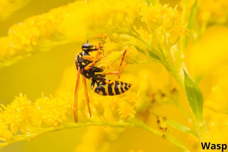 9 Animals That Eat Pollen! See Pictures! - Animal Quarters