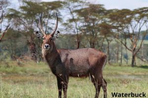 17 Fascinating Animals With Curved Horns! See Pictures! - Animal Quarters