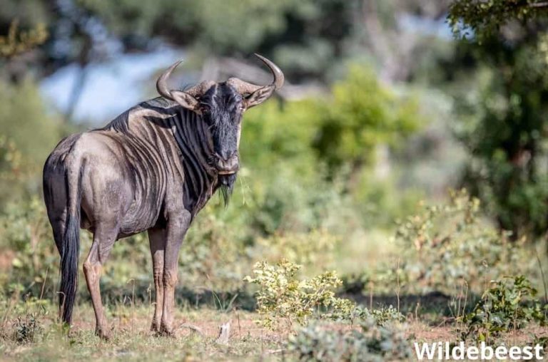17 Fascinating Animals With Curved Horns! See Pictures! - Animal Quarters