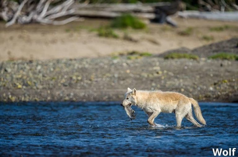 13 Animals That Eat Fish! See Pictures - Animal Quarters