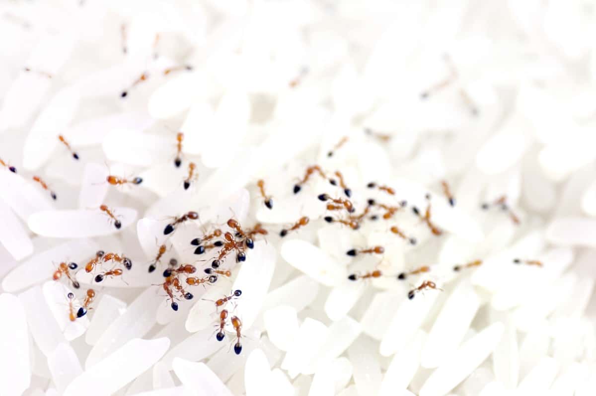 What Animals Eat Rice? 14 Rice Eating Animals! - Animal Quarters