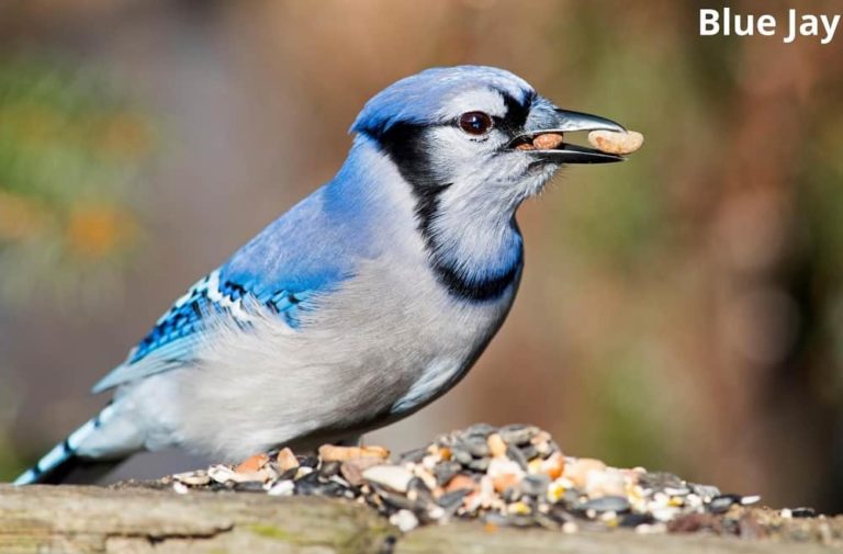 11 Animals That Eat Almonds! See Pictures! - Animal Quarters