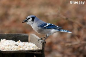 What Animals Eat Rice? 14 Rice Eating Animals! - Animal Quarters