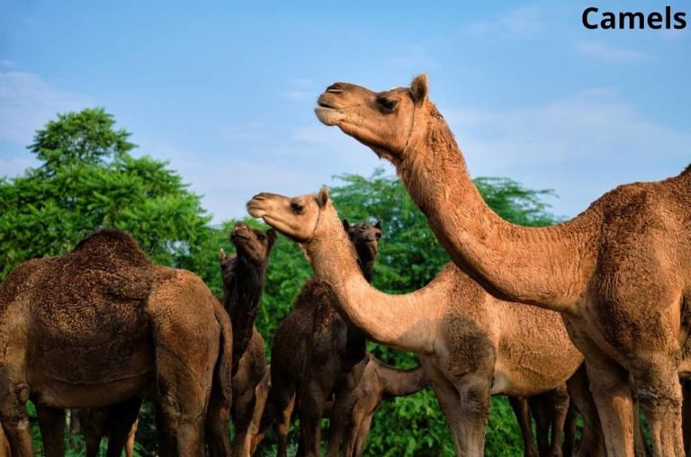 21 Animals with Long Necks (See Neck Length & Pictures) - Animal Quarters