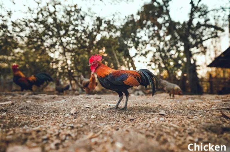 What Animals Eat Lemons? (7 Examples + Pictures) - Animal Quarters