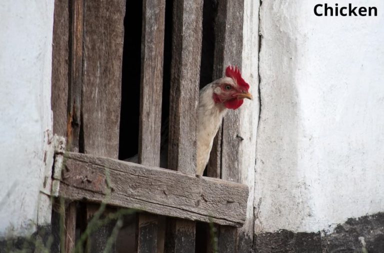 What Eats Lizards? (10 Animals That Eat Lizards) - Animal Quarters