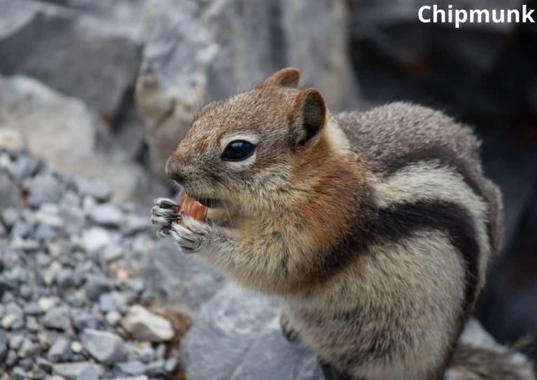 11 Animals That Eat Almonds! See Pictures! - Animal Quarters