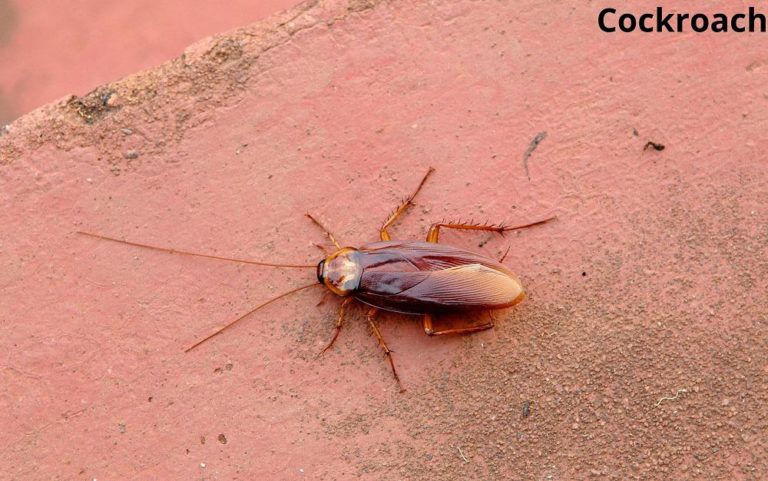 Animals That Can't Die From Falling! 10 Fascinating Examples! - Animal ...