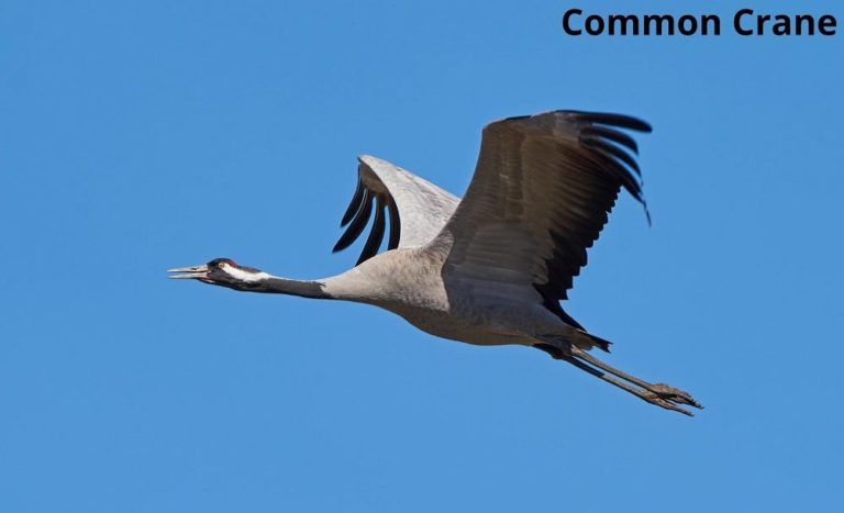 21 Animals with Long Necks (See Neck Length & Pictures) - Animal Quarters