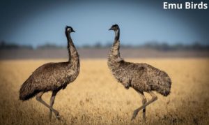 What Animals Have Feathers? 10 Examples with Pictures - Animal Quarters