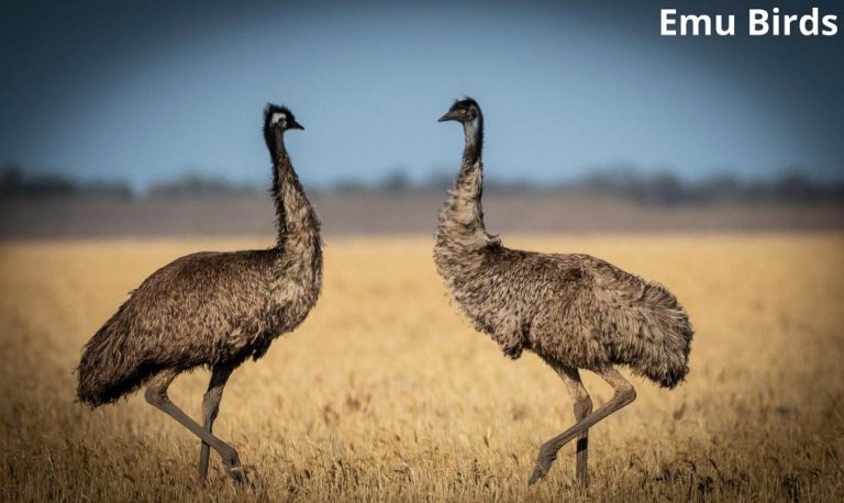 21 Animals with Long Necks (See Neck Length & Pictures) - Animal Quarters