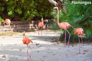 10 Awesome Animals That Have Scales! See Pictures! - Animal Quarters