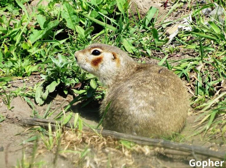 7 Awesome Animals That Eat Aloe Vera! See Pictures - Animal Quarters