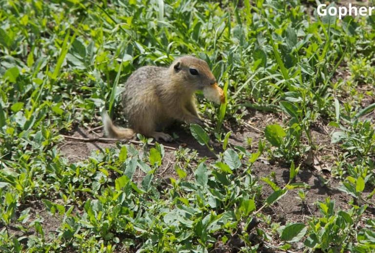 Animals That Eat Lawn Grubs! (7 Examples + Pictures) - Animal Quarters