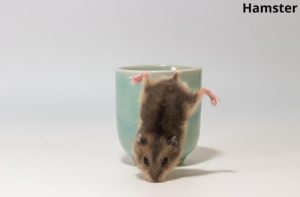 Animals That Can't Die From Falling! 10 Fascinating Examples! - Animal ...