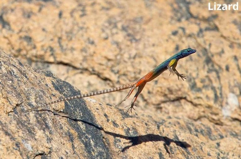 Animals That Can't Die From Falling! 10 Fascinating Examples! - Animal ...