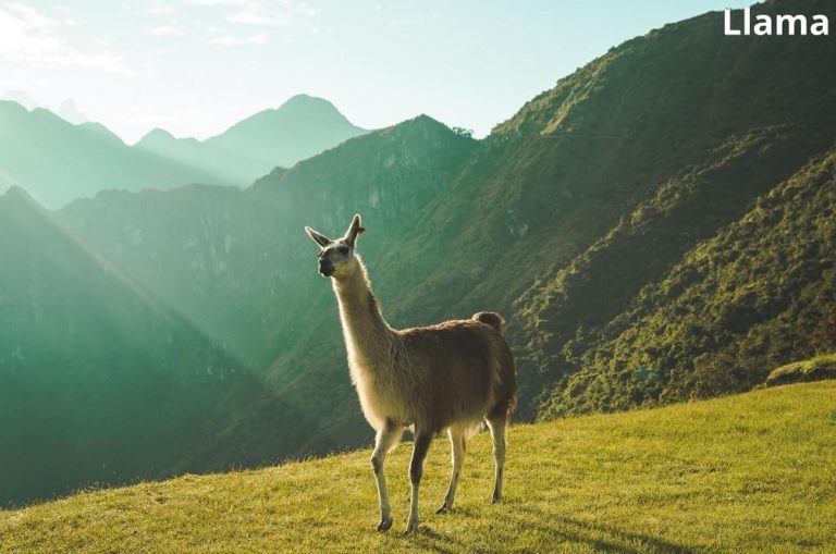 21 Animals with Long Necks (See Neck Length & Pictures) - Animal Quarters