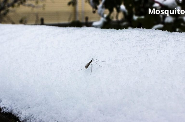 9 Animals That Are In The Tundra Biome! with Pictures! - Animal Quarters