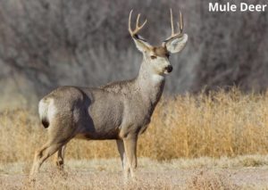 21 Animals with Long Necks (See Neck Length & Pictures) - Animal Quarters