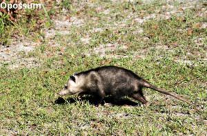 Animals That Eat Lawn Grubs! (7 Examples + Pictures) - Animal Quarters