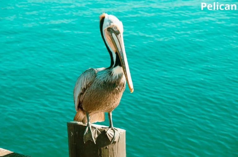21 Animals with Long Necks (See Neck Length & Pictures) - Animal Quarters