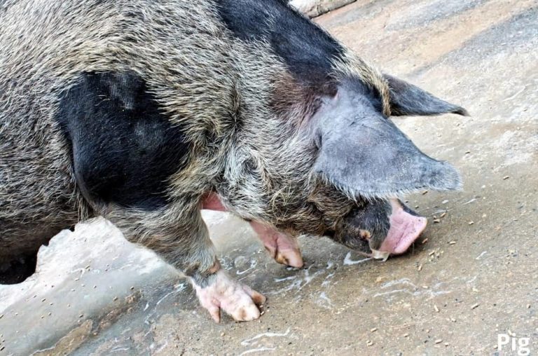 What Animals Eat Rice? 14 Rice Eating Animals! - Animal Quarters