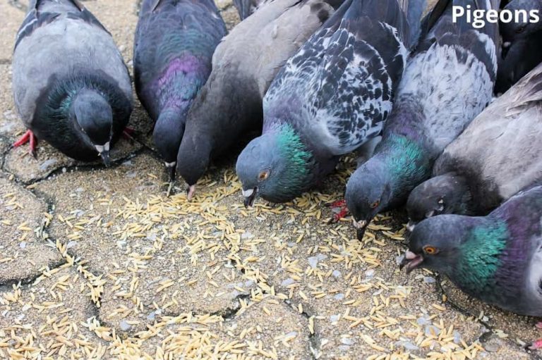 What Animals Eat Rice? 14 Rice Eating Animals! - Animal Quarters