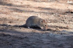 What Animals Eat Rice? 14 Rice Eating Animals! - Animal Quarters