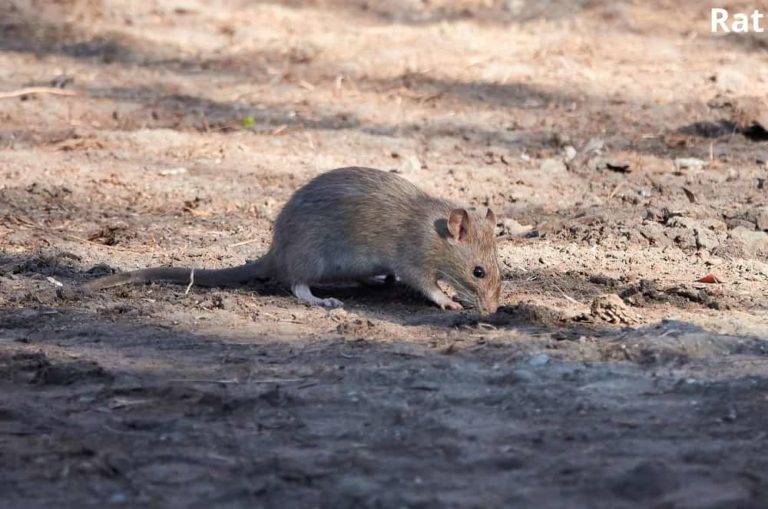 What Eats Lizards? (10 Animals That Eat Lizards) - Animal Quarters