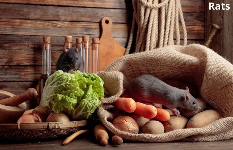 Here Are 8 Fascinating Animals That Eat Kale! - Animal Quarters