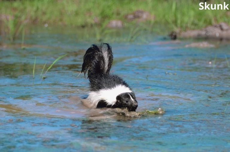 12 Villainous Animals That Eat Frogs! See Pictures! - Animal Quarters
