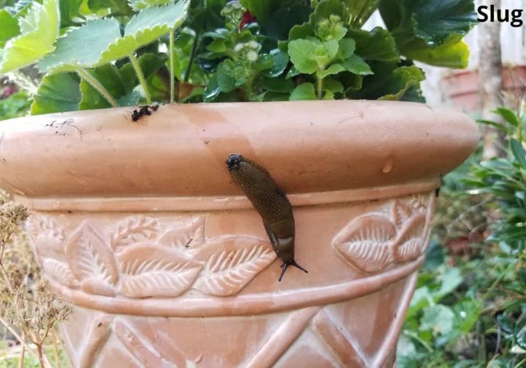 7 Examples of Animals That Slither! with Pictures! - Animal Quarters