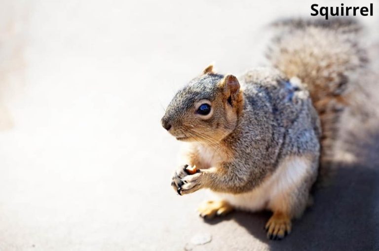 11 Animals That Eat Almonds! See Pictures! - Animal Quarters