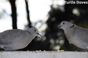 What Animals Eat Rice? 14 Rice Eating Animals! - Animal Quarters