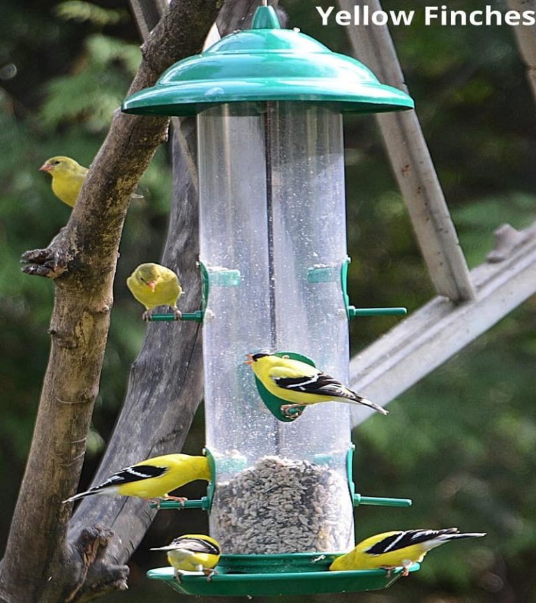 What Animals Eat Rice? 14 Rice Eating Animals! - Animal Quarters