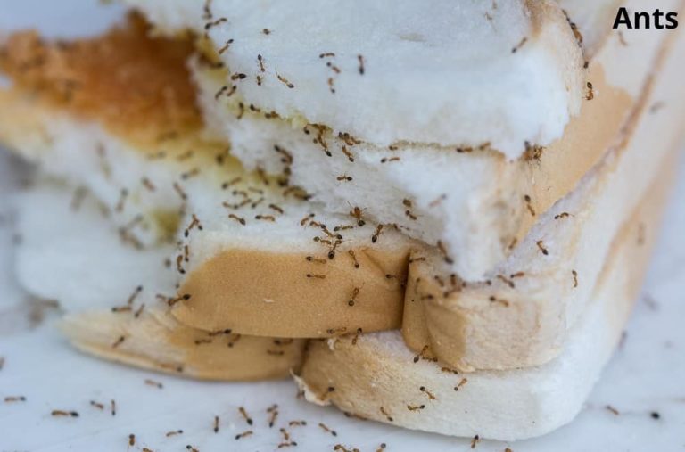 10 Awesome Animals That Eat Bread! See Pictures - Animal Quarters