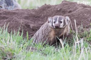 What Animals Eat Potatoes! (7 Examples with Pictures) - Animal Quarters